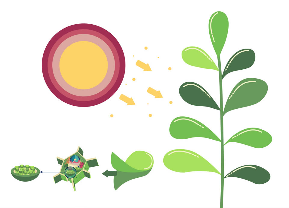 Autótrofo - El Gen Curioso - Tu sitio de ciencias y entretenimiento