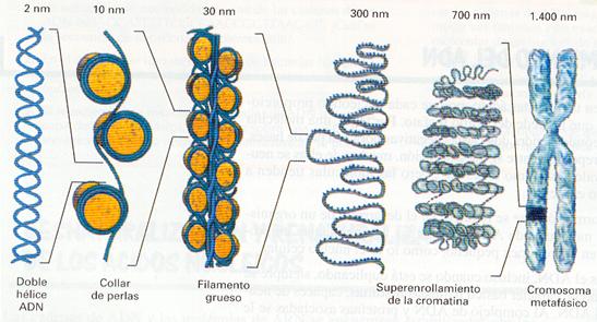 Cromosoma - El Gen Curioso - Tu sitio de ciencias y divulgación
