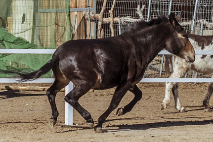 What is a hinny? | The Curious Gen