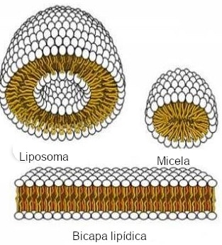 Anfipático - Definición y ejemplos de moléculas anfipáticas - El Gen ...