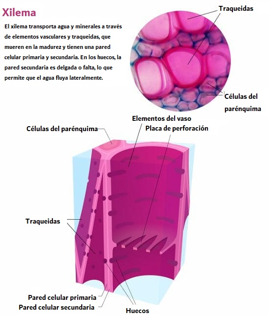 Xilema: Definición, tipos y función - El Gen Curioso