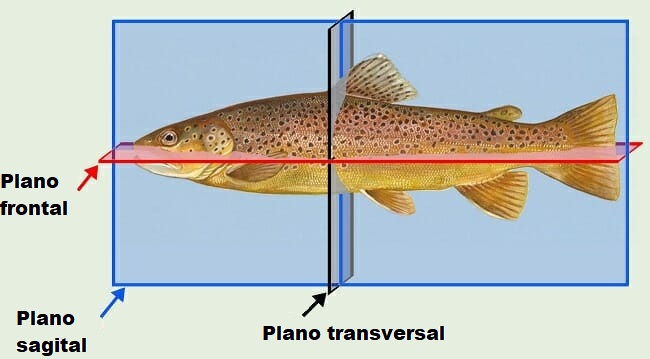 Plano transversal: Definición - Diccionario científico - El Gen Curioso