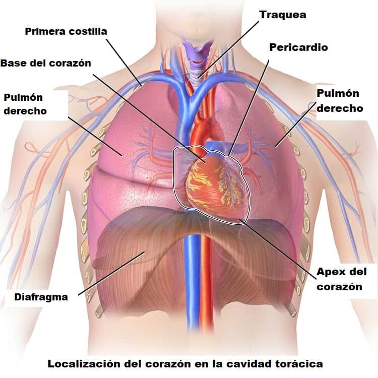 Cavidad Torácica Definición Y órganos De La Cavidad El Gen Curioso