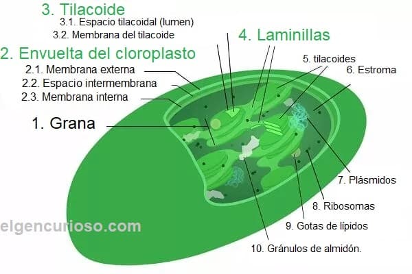 Estroma: Definición y función - Diccionario científico - El Gen Curioso