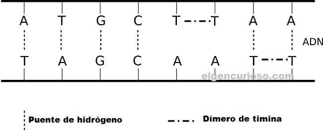 Timina: Definición y estructura - Diccionario científico - El Gen Curioso