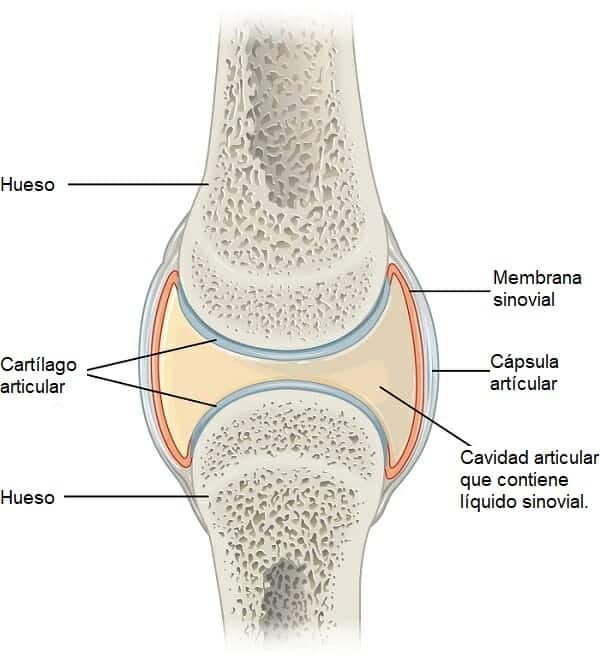 Articulación sinovial (diartrosis): Definición, tipos y estructura ...