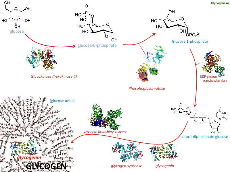 Glucogénesis: Definición, proceso y función - El Gen Curioso