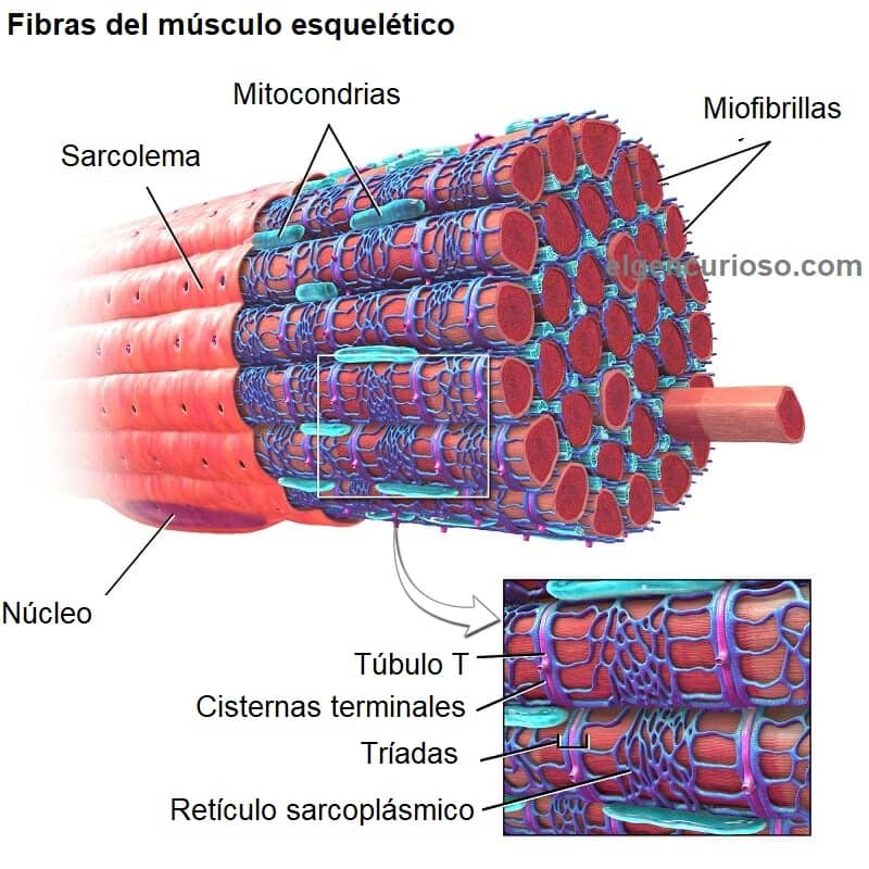 Retículo endoplasmático liso: Definición, función y estructura