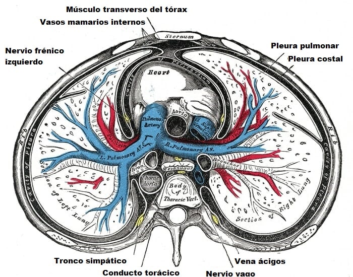 Cavidad torácica: Definición y órganos de la cavidad - El Gen Curioso