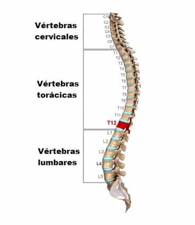 Vértebras torácicas: Definición, función y estructura - El Gen Curioso