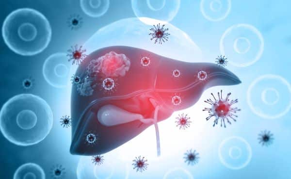 Células de Kupffer: Diccionario científico - El Gen Curioso