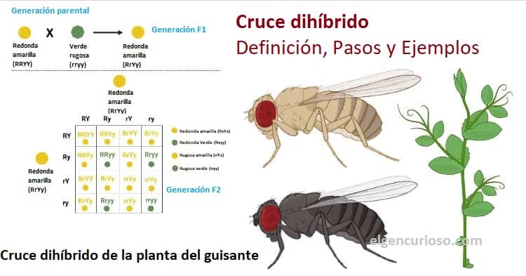 Cruce dihíbrido: pasos y procesos con ejemplos - El Gen Curioso