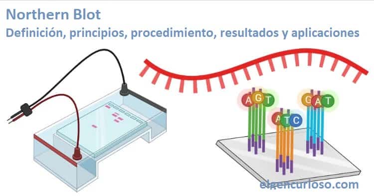 Northern Blot: Definición, principios, pasos, resultados y aplicaciones ...