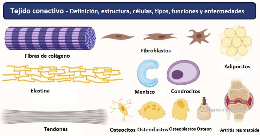 Tejido conectivo: Definición, estructura, células, tipos, función...
