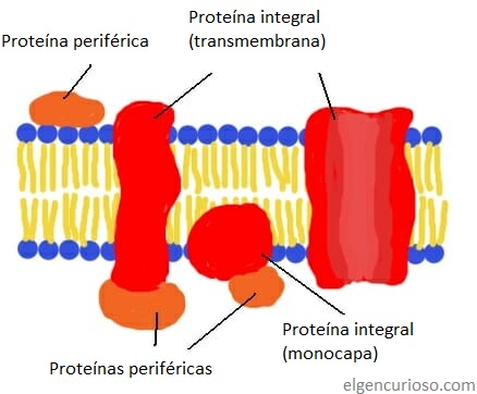 Proteínas periféricas: Definición, funciones y estructura - El Gen Curioso