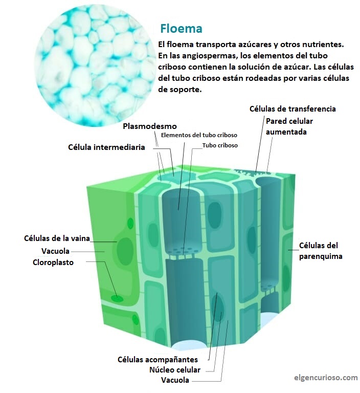 Floema: Definición, función y estructura - El Gen Curioso