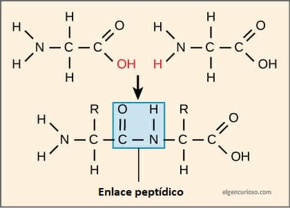 Enlace peptídico: La guía definitiva - El Gen Curioso