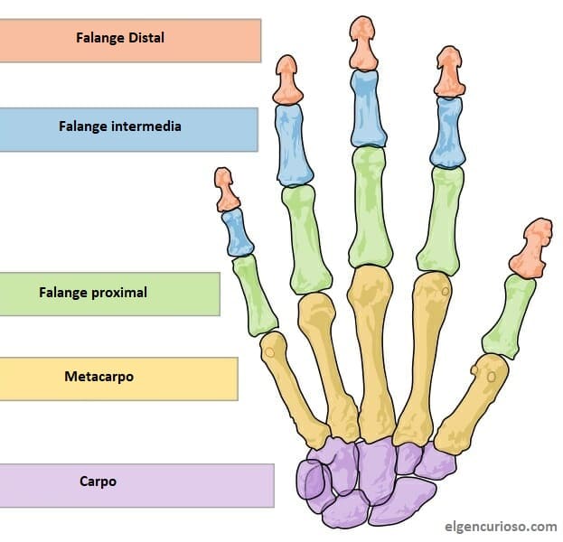 Falange: Definición tipos y funciones - El Gen Curioso