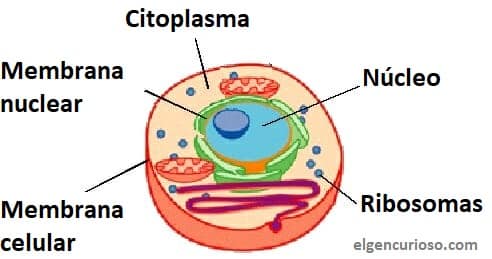 Protoplasma - El Gen Curioso