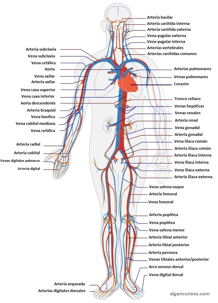 Sistema circulatorio abierto contra cerrado - El Gen Curioso