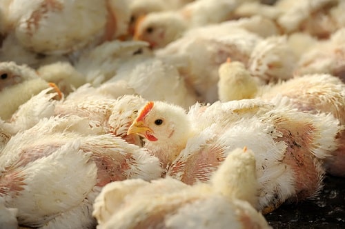 Cría selectiva: definición y ejemplos - El Gen Curioso