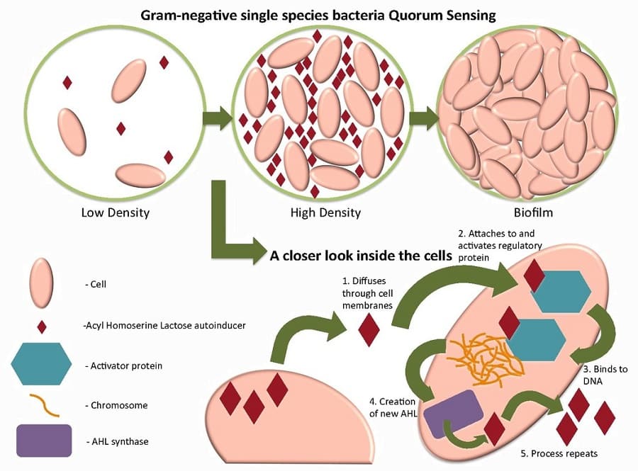 Serratia Marcescens La Guía Definitiva El Gen Curioso