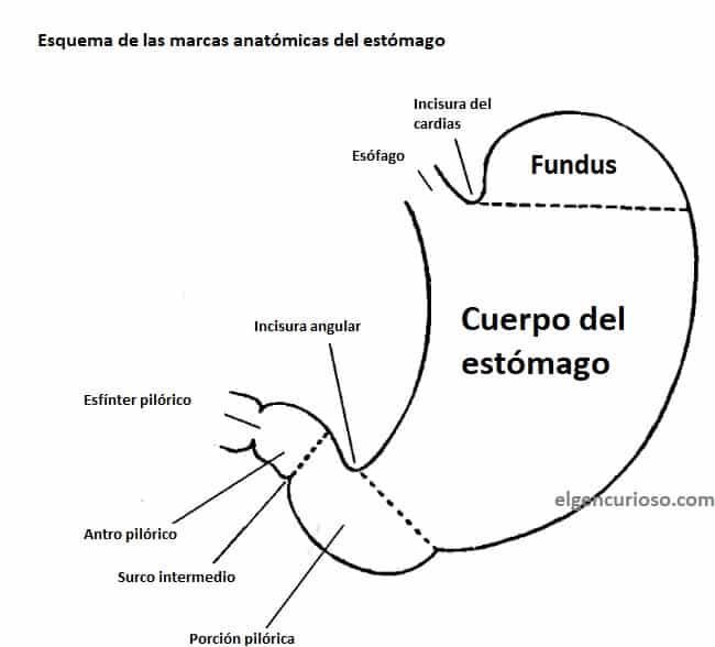 Esfínter pilórico: Definición y función - El Gen Curioso
