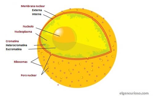 Membrana nuclear: Definición y función - El Gen Curioso