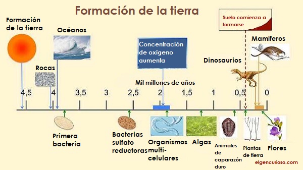 Ejemplos De Organismos Multicelulares