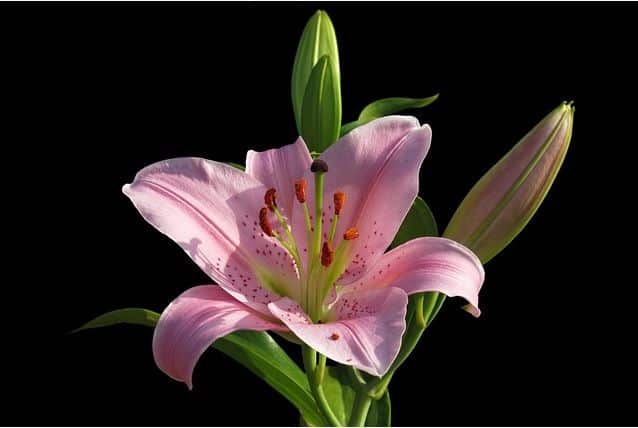 Diferencia entre carpelo y pistilo - El Gen Curioso