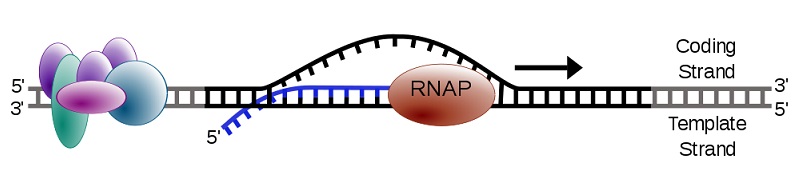 Transcripción - Definición, tipos y función - El Gen Curioso